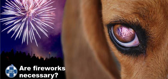 How do fireworks affect our animals? - Linden Veterinary Clinic